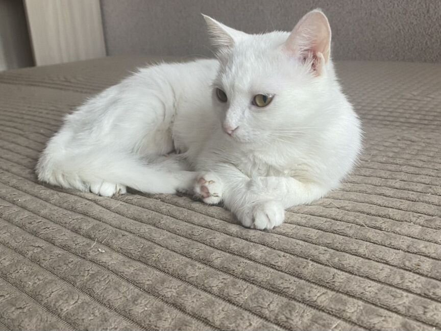 Турецкая ангора ищет любящих родителей