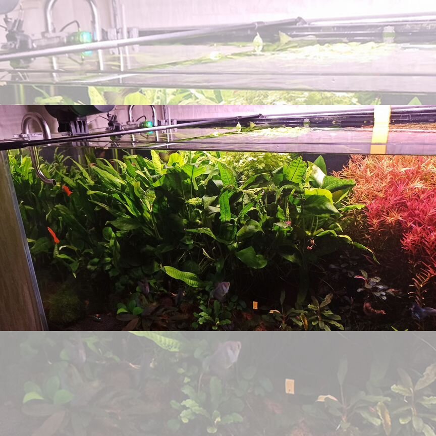 Аквариумное растение на коряги