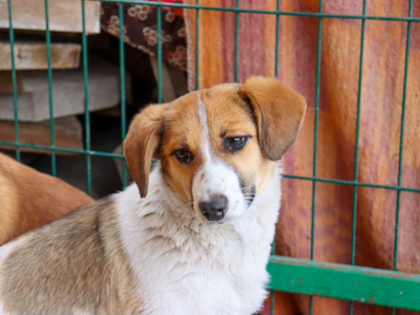 Синди ищет хозяина