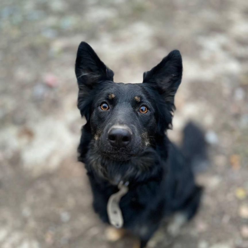 Собака в добрые руки