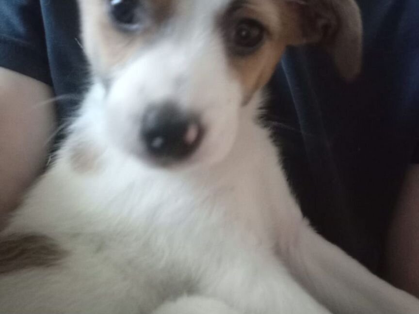 Мама тойтерьер