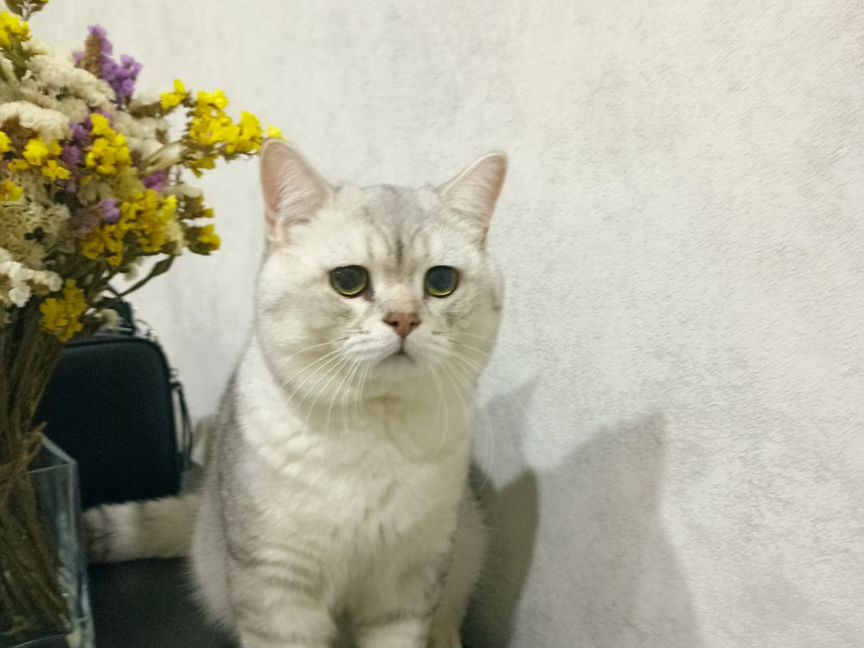 Британская