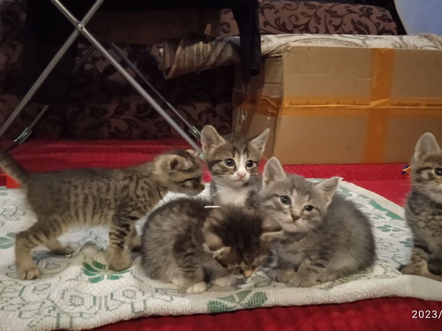 Кошка в дар бесплатно