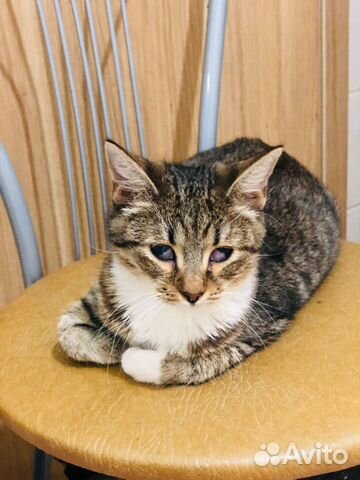 Ласковая кисонька,4,5 мес