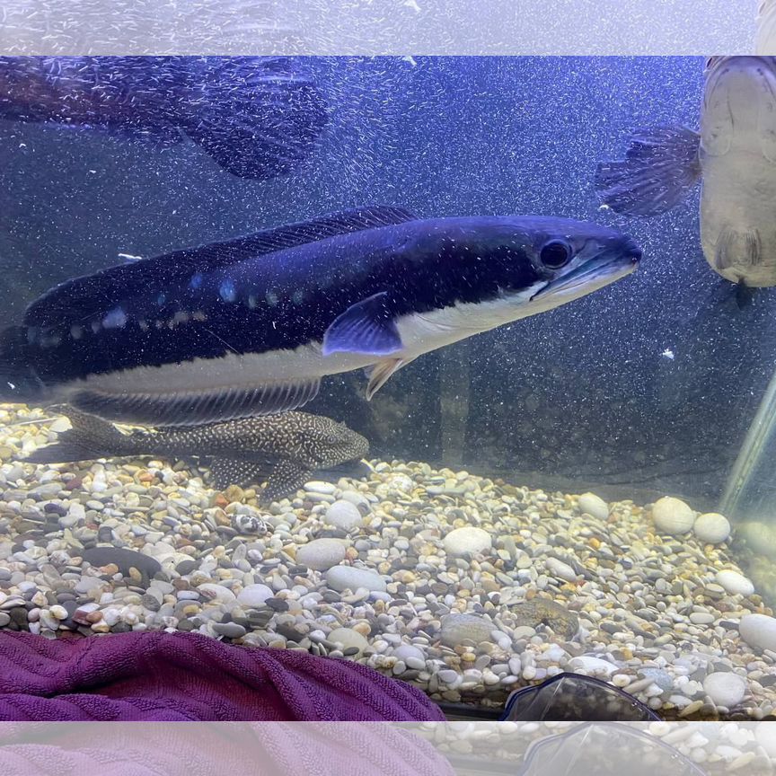 Продам змееголова императорскова и красно вы и т п