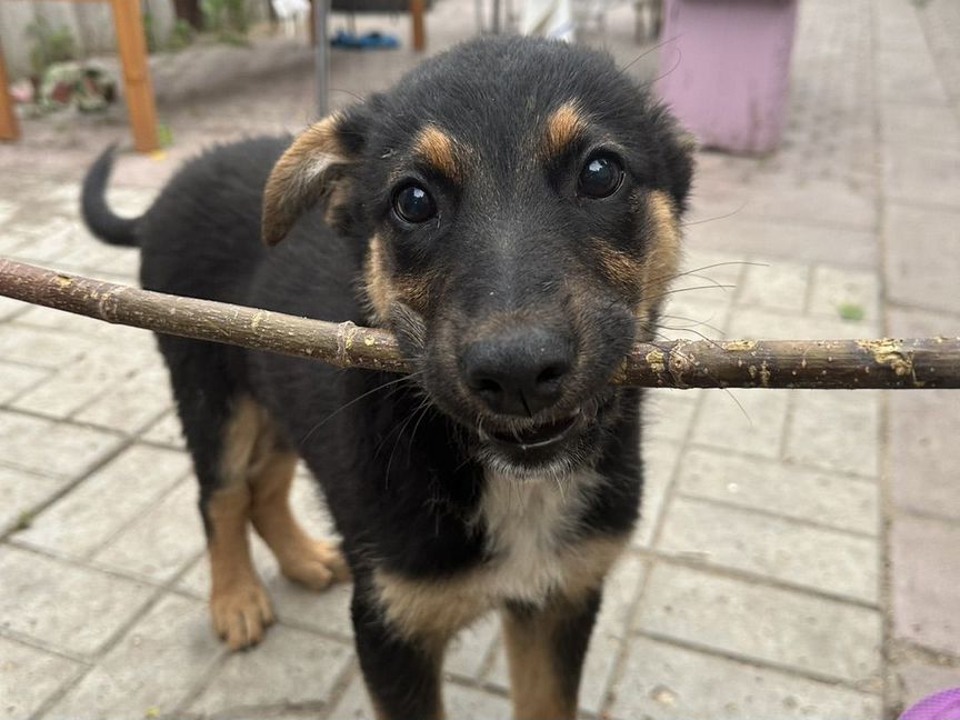 Собака-дворняга