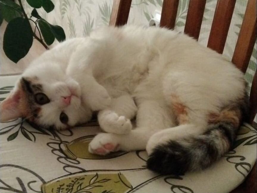 Кошка в хорошие руки