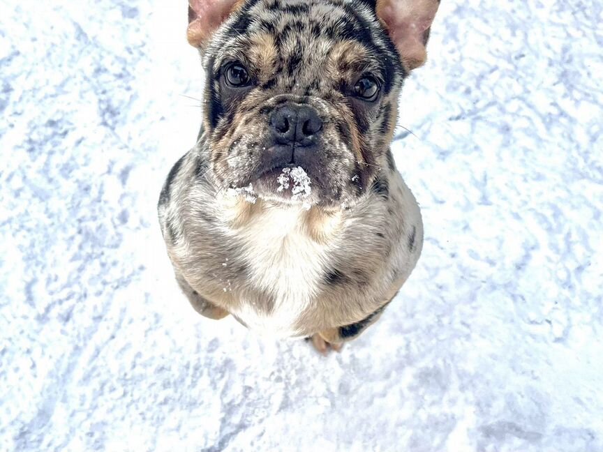 Мальчики френчики