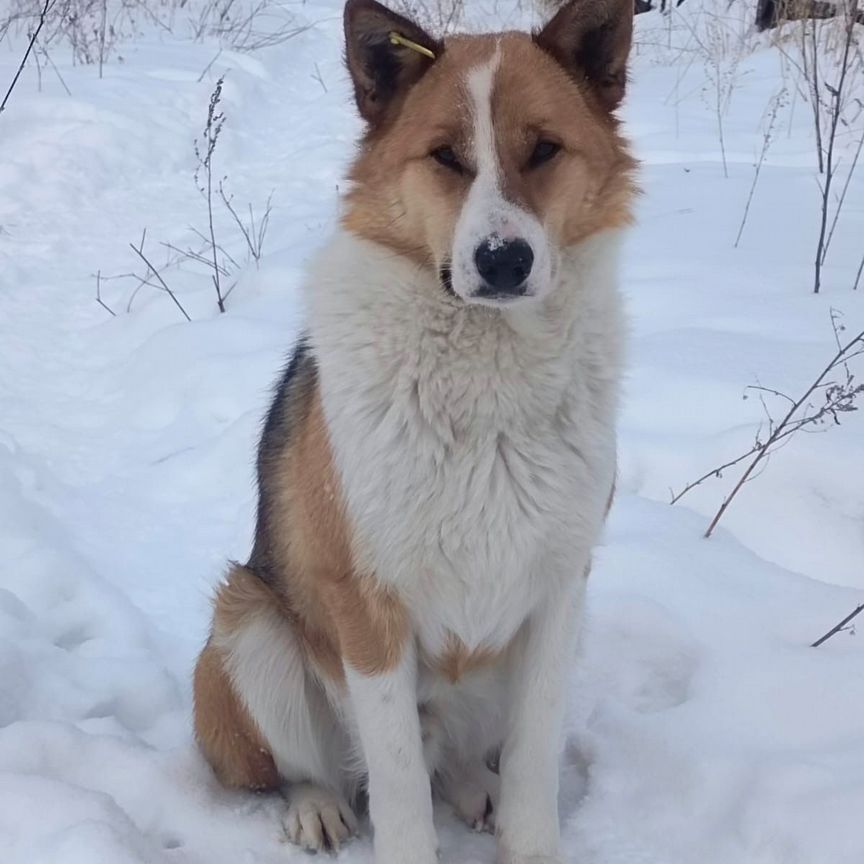 Пёс Пират - отличный охранник