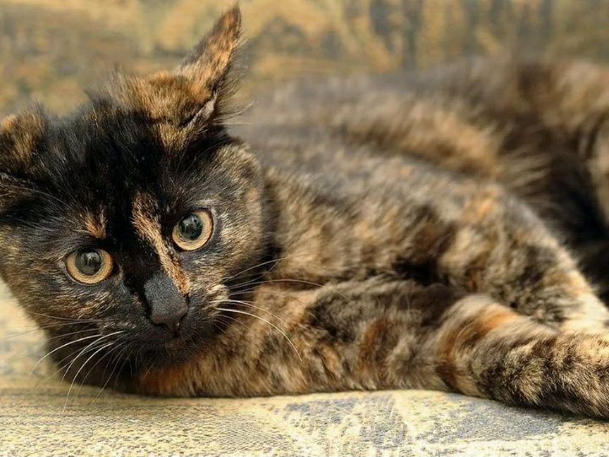 Кошка в дар