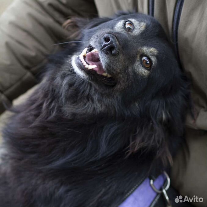 Ласковая собака Матильда в добрые руки
