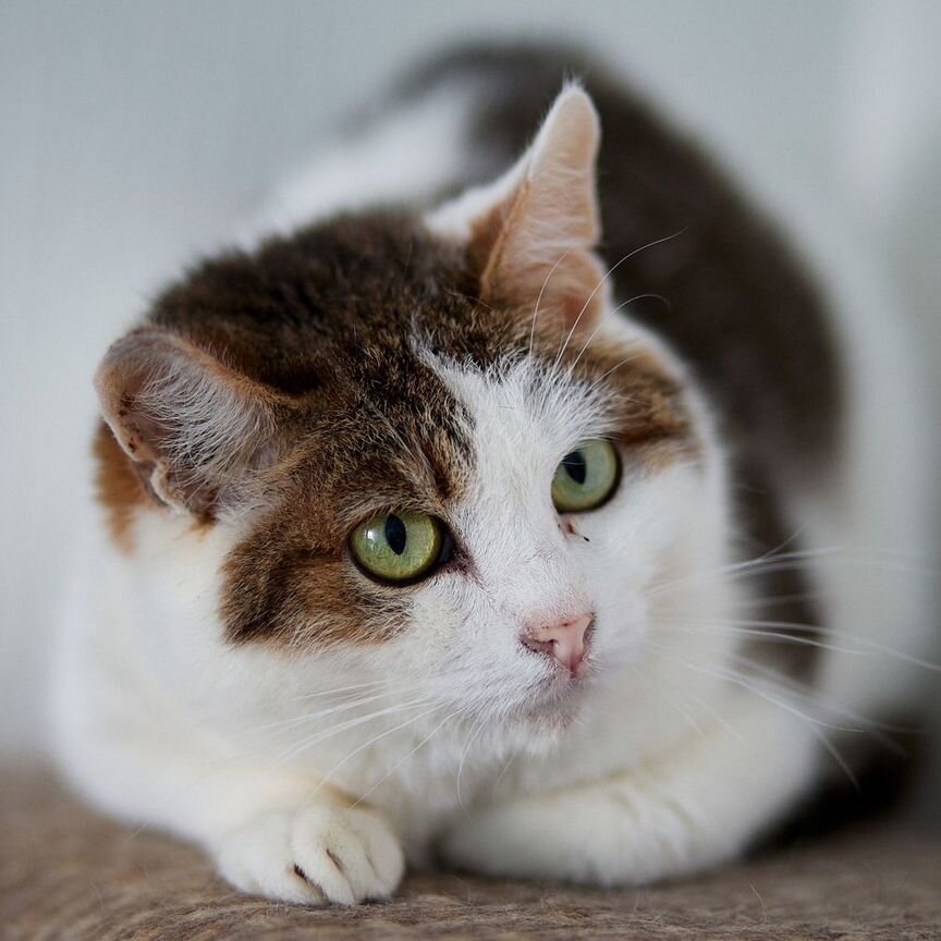 Взрослая, кошка в добрые руки