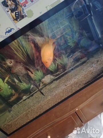 Аквариумные рыбы
