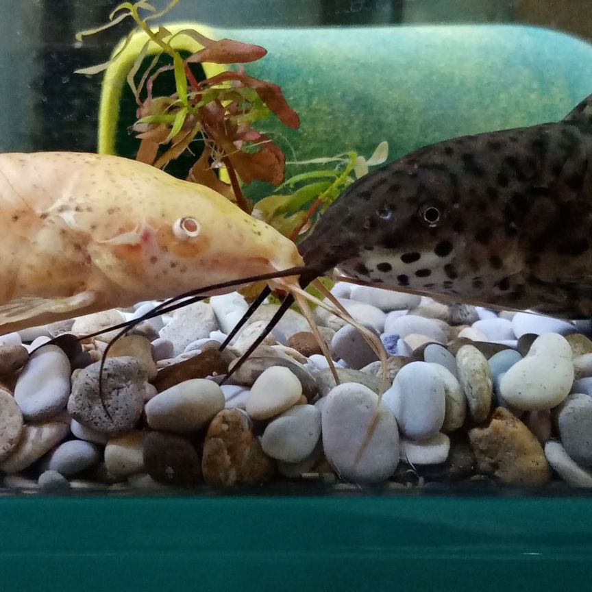 Сом таракатум