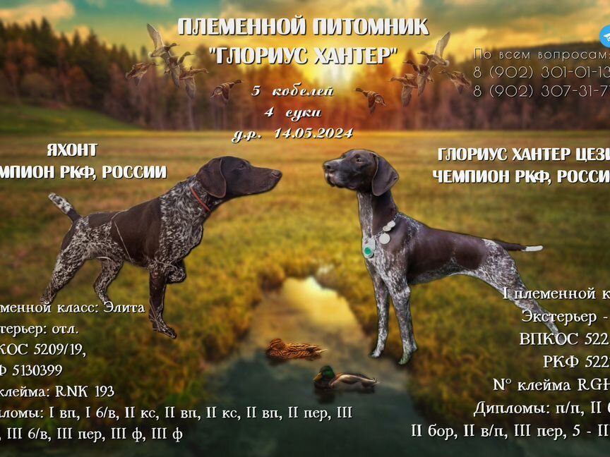 Щенки курцхаара