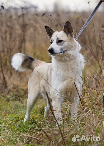 Эльза. Собака-принцесса ждет в приюте
