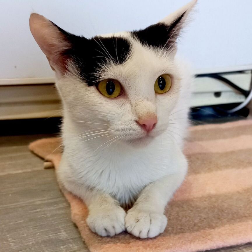 Кошки в добрые руки