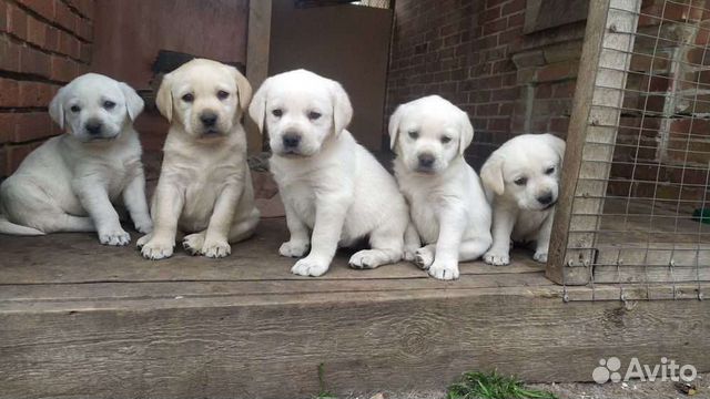 Лабрадорчики