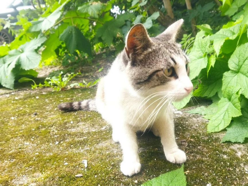 Котёнок ищет дом