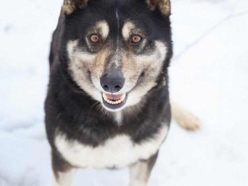 Молодая собачка Блэки ищет дом