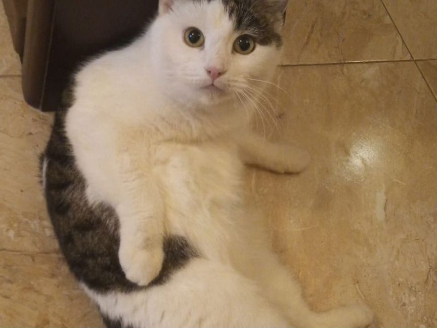 Ласковая кошка отдам в добрые руки