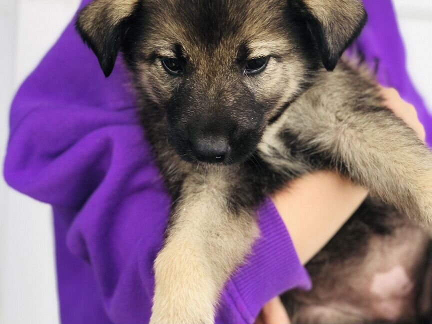 Щенки метисы в добрые руки