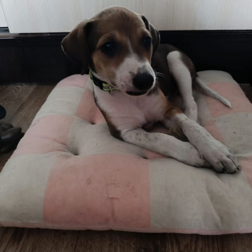 Маленькая ласковая собачка