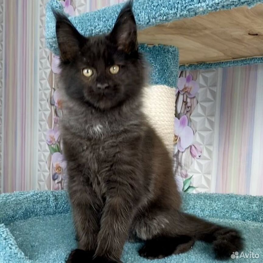 Котик мейн кун