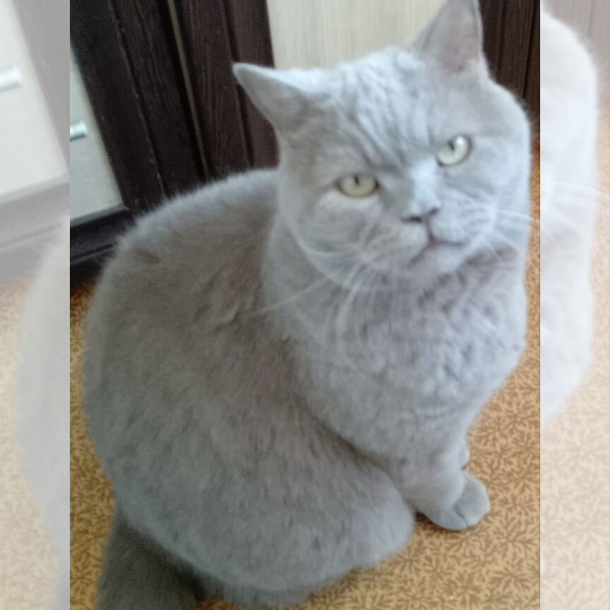 Кот британец в добрые руки