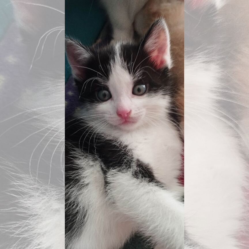 Шотландский прямоухий короткошёрстный котёнок