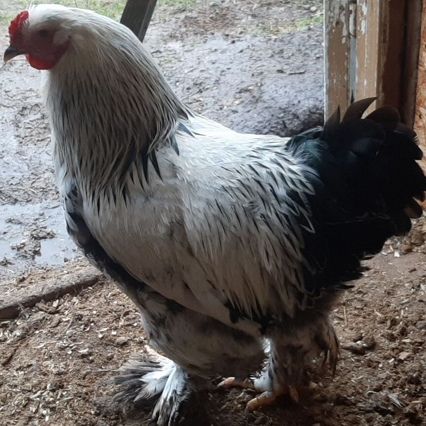 Продам Петуха Брама