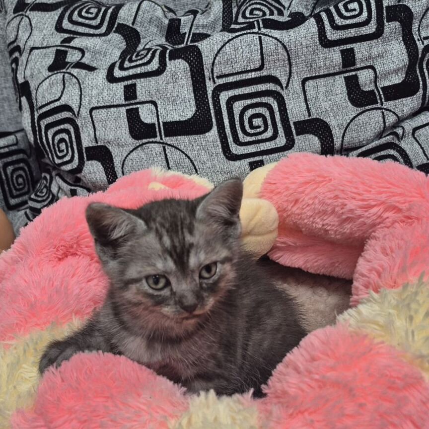 Шотландский прямоухий короткошёрстный котёнок