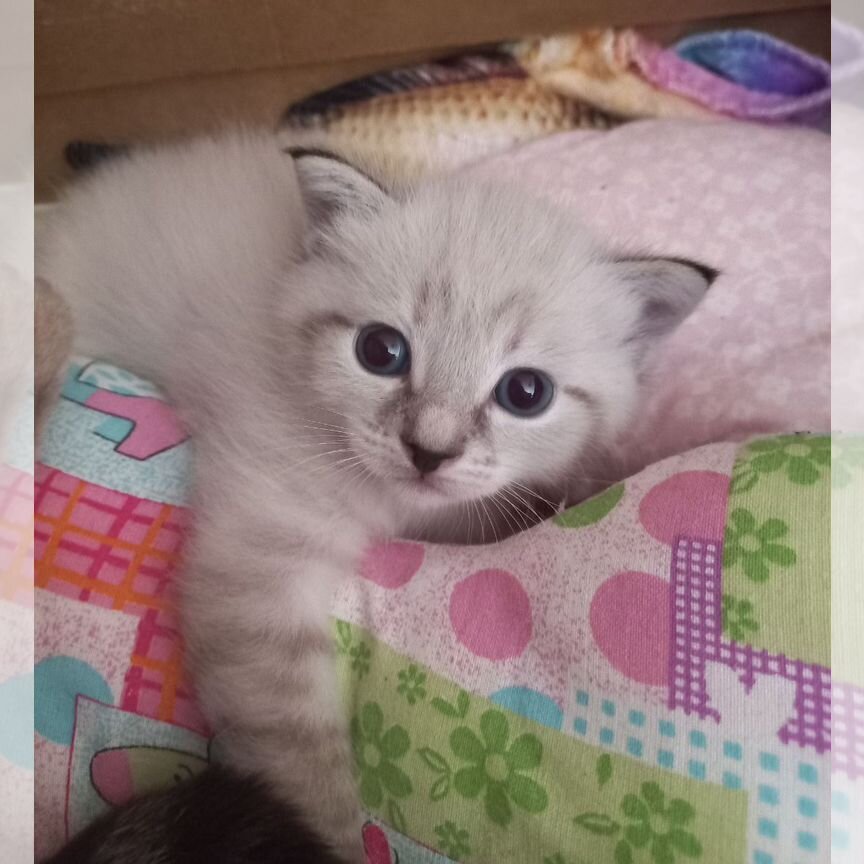 Шотландская вислоухая кошка белая маленькая