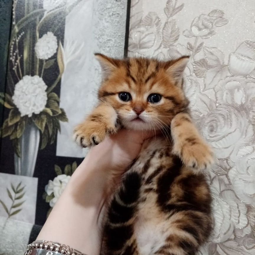 Шотландские котомишки скоттиш страйт