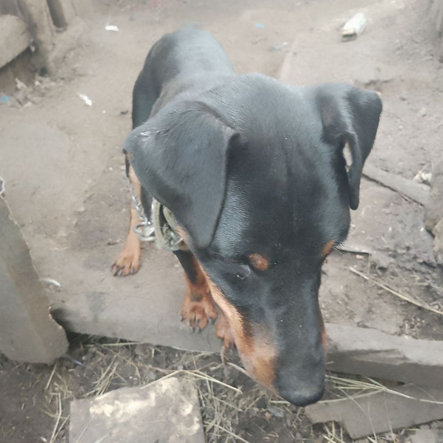 Ягдтерьер вязка