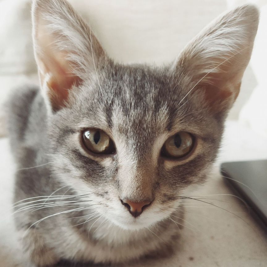 Котёнок ласковый, спокойный в добрые руки