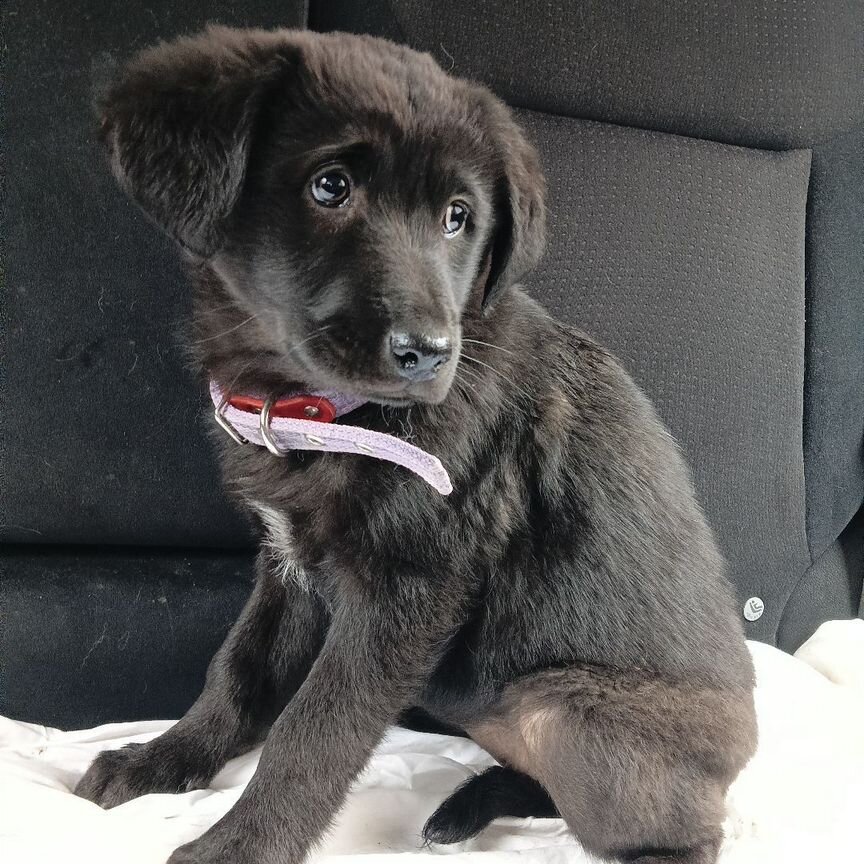 Красивый щенок в добрые руки, привезу