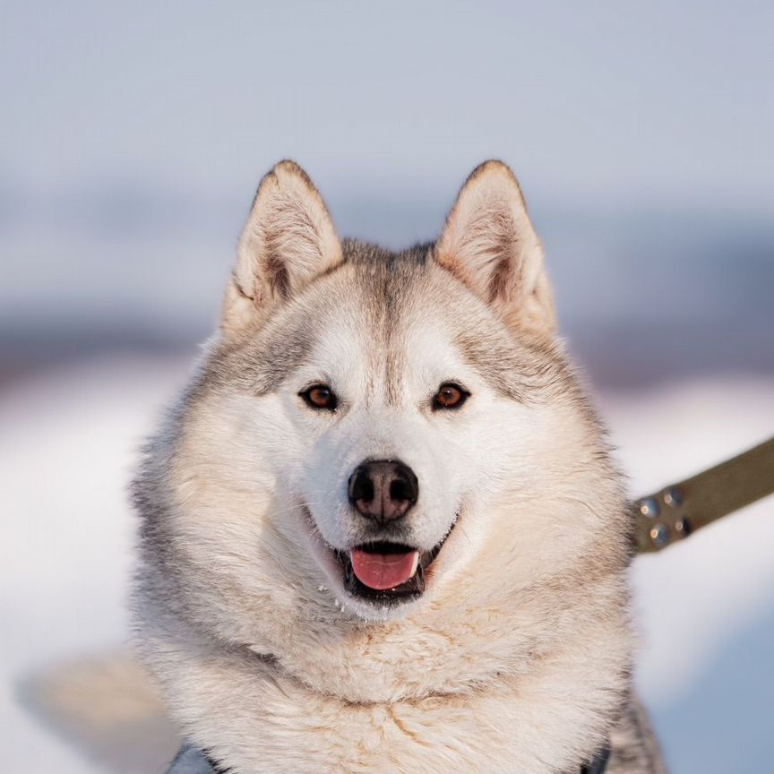Хаски Волчок ищет дом
