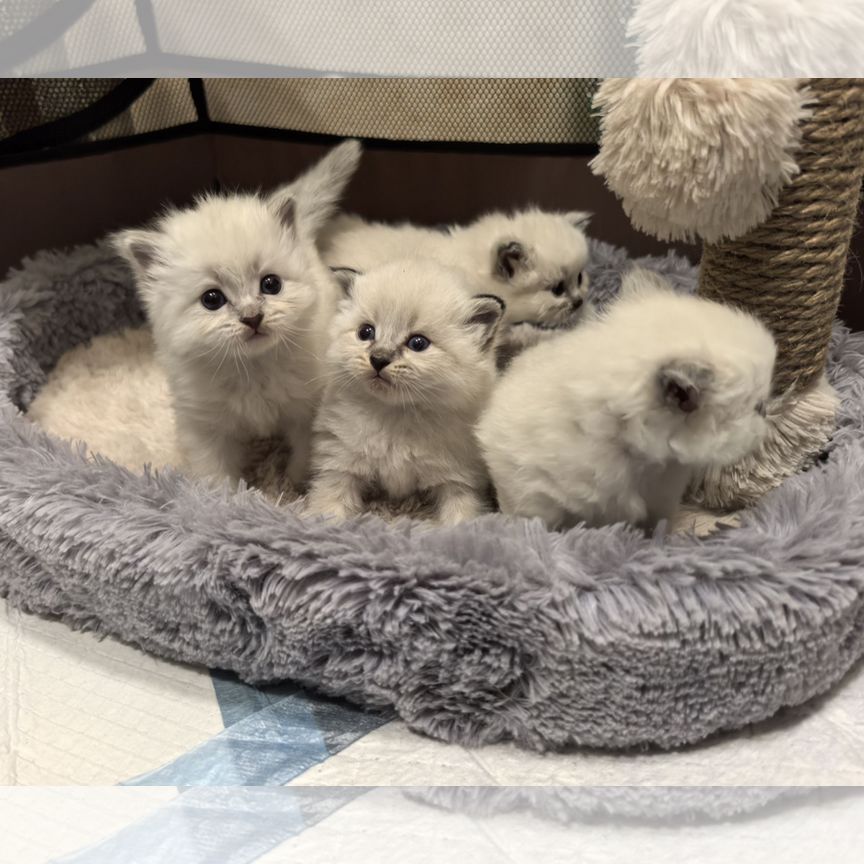 Невский маскарадный котёнок