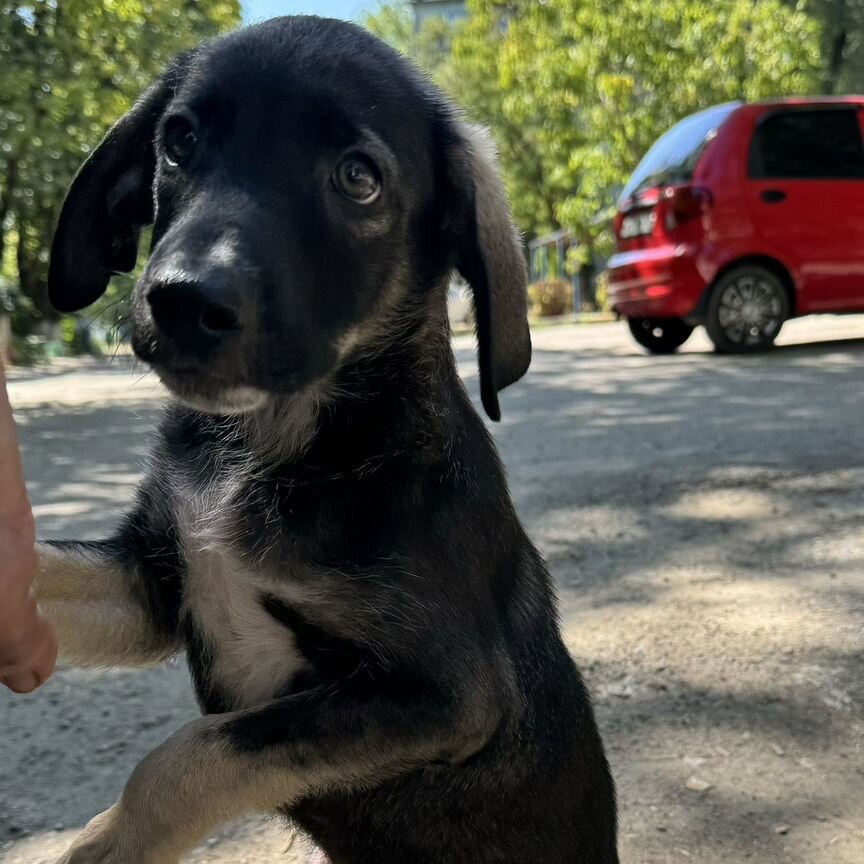 Австралийская пастушья/хилер щенки