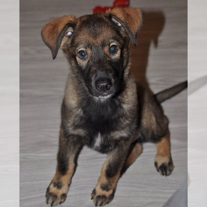 Щенок в добрые руки