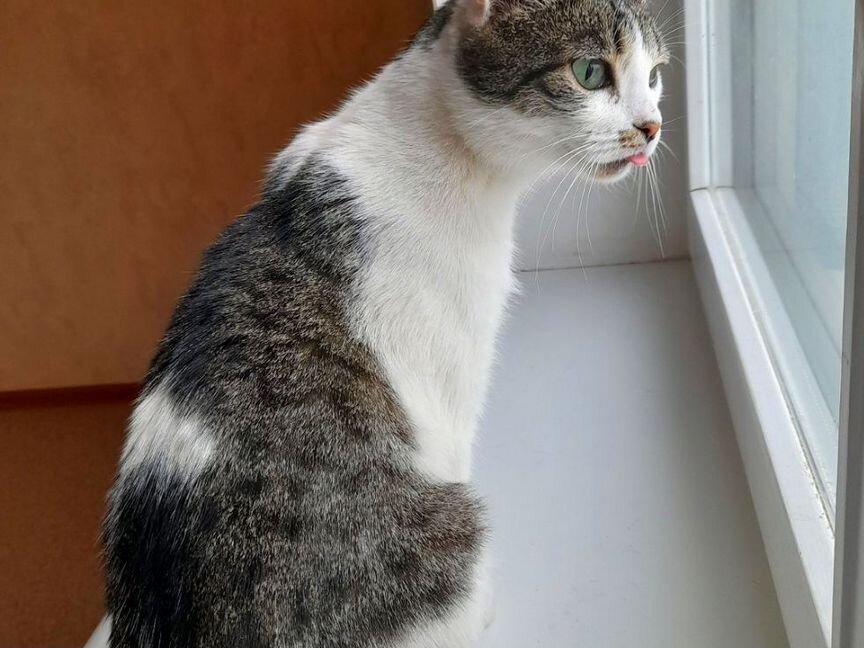 Кошечка - Компаньон в добрые руки