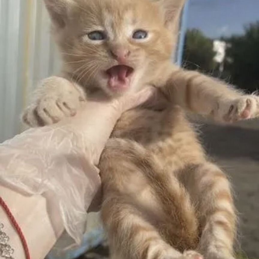 Котята погибнут