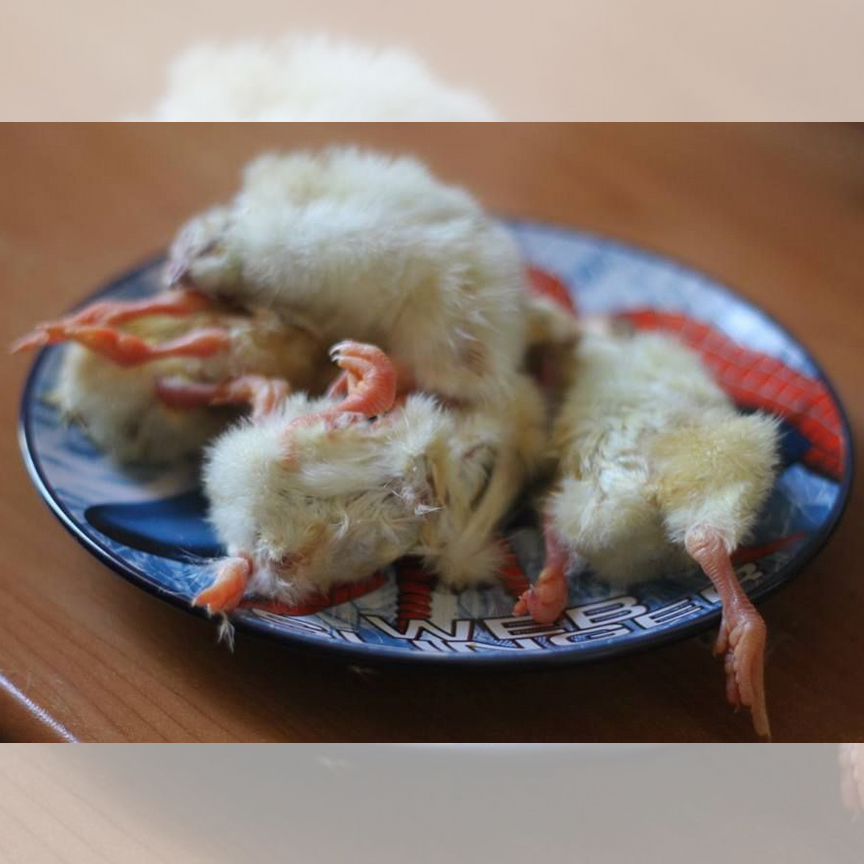 Цыплята заморожнные