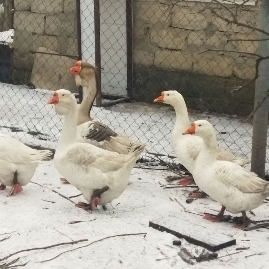 Гуси холмагоры