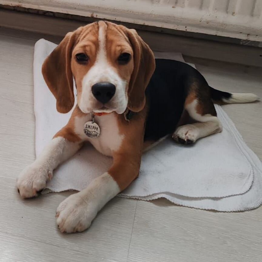 Бигль, щенок