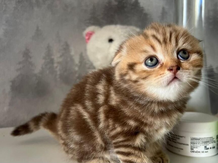 Шотландские вислоухие котята