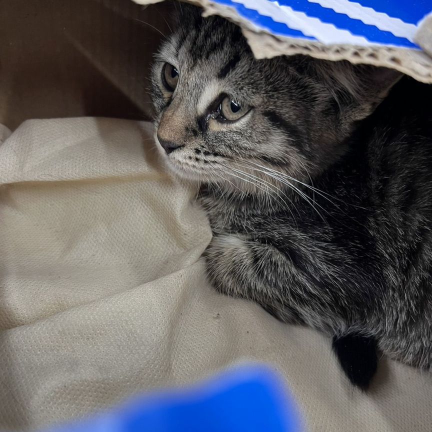 Котенок в добрые руки