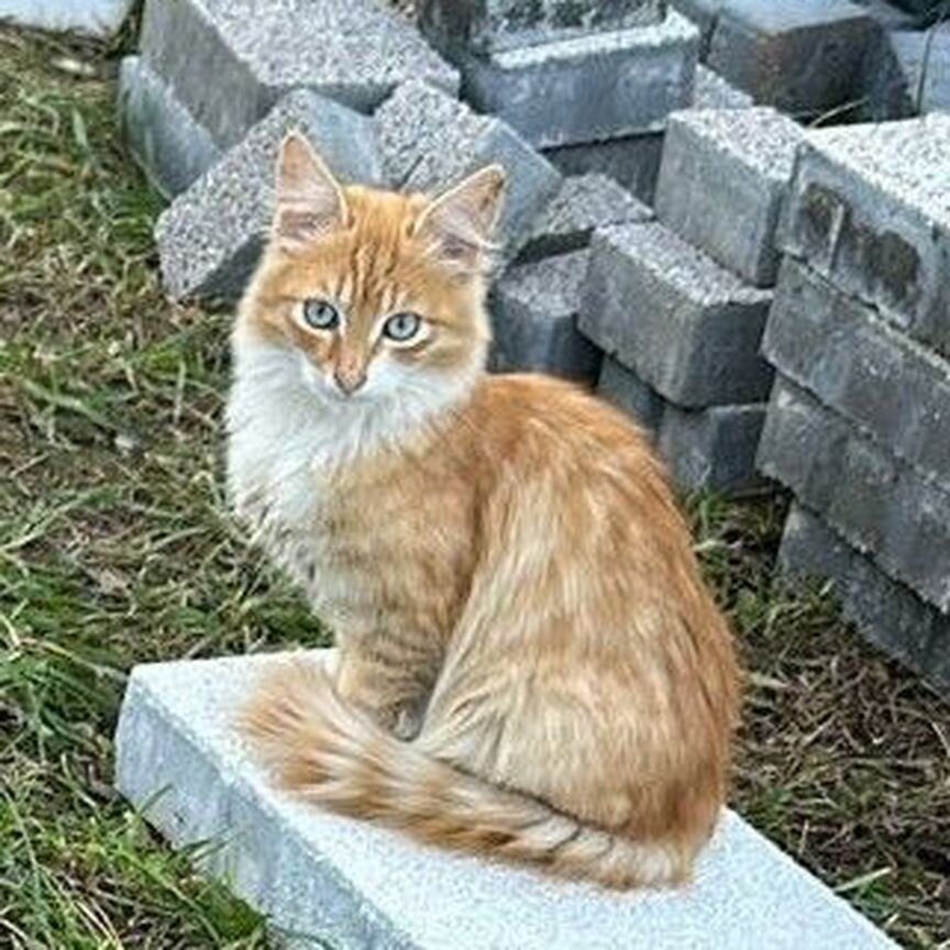 Рыжий котёнок пропадает на дачах (3 мес)