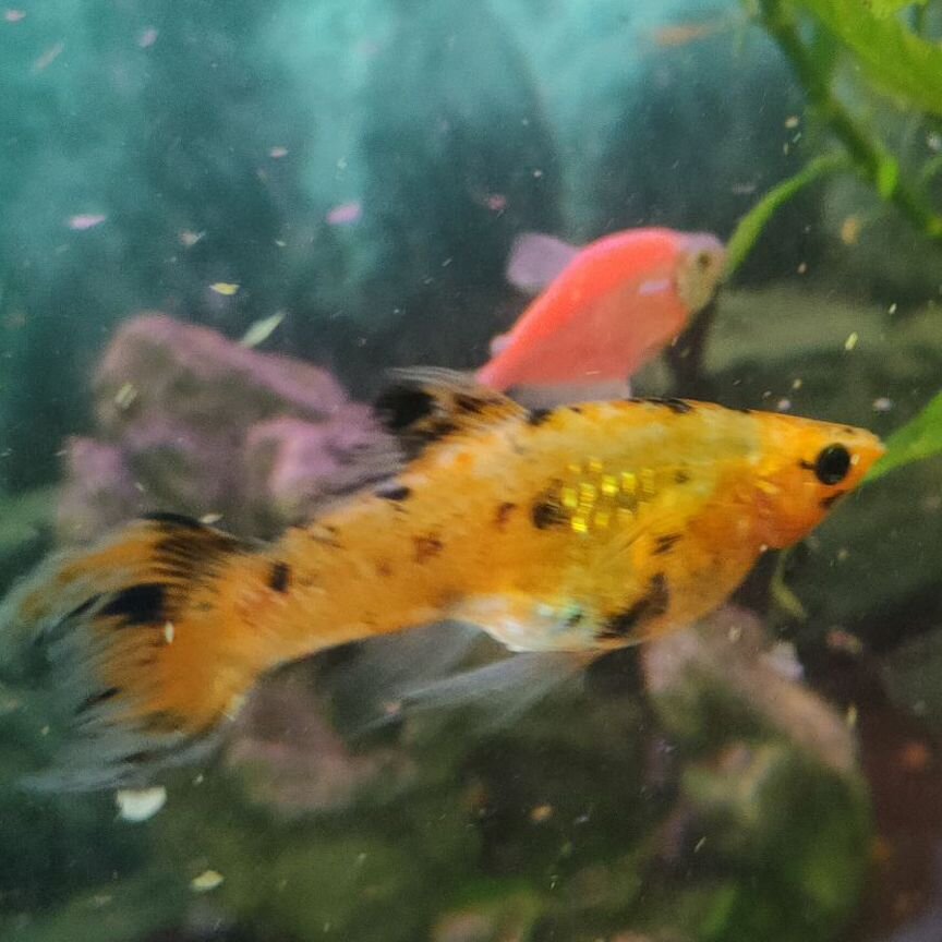 Аквариумные рыбки, моллинезии